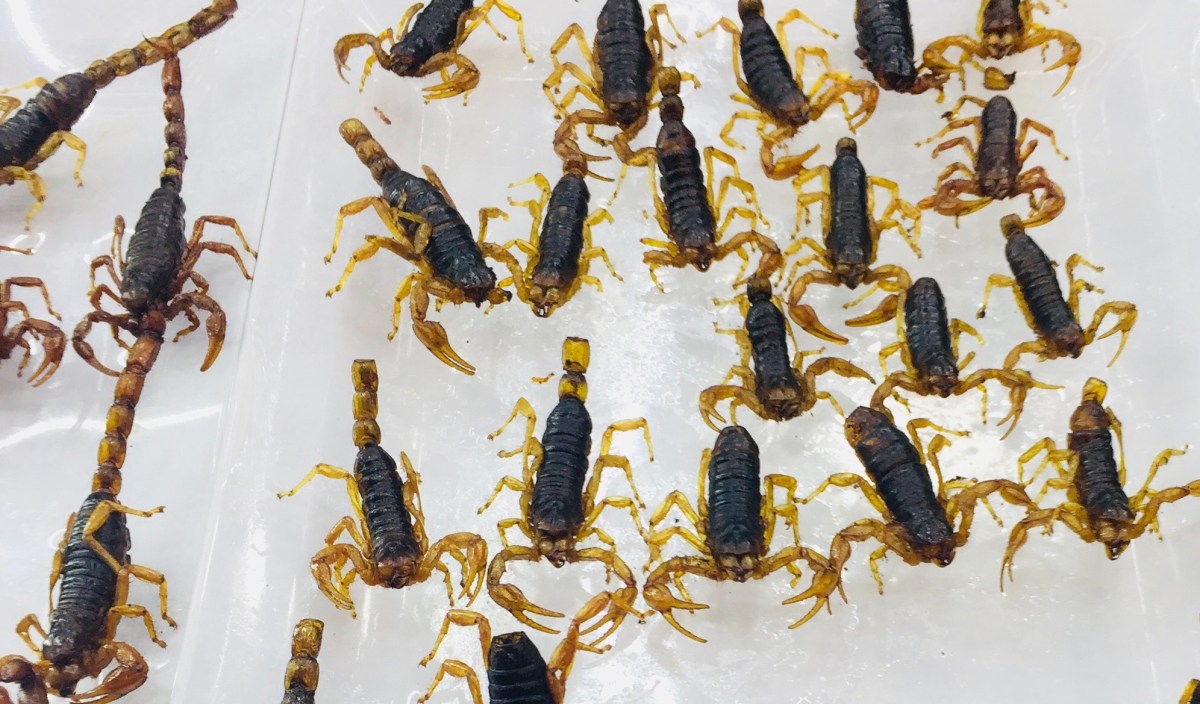 Insects return to Mexican menus | Travel with Pen and Palate